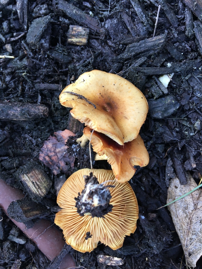 Scaly Rustgill from Long Island, New York, NY, US on October 13, 2019 ...