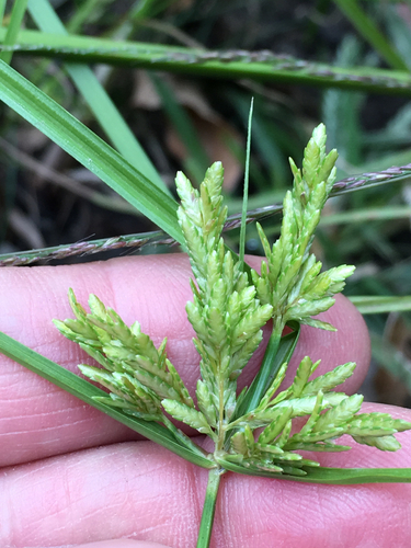 Rice flat-sedge (Sedges of the British Indian Ocean Territory (BIOT ...