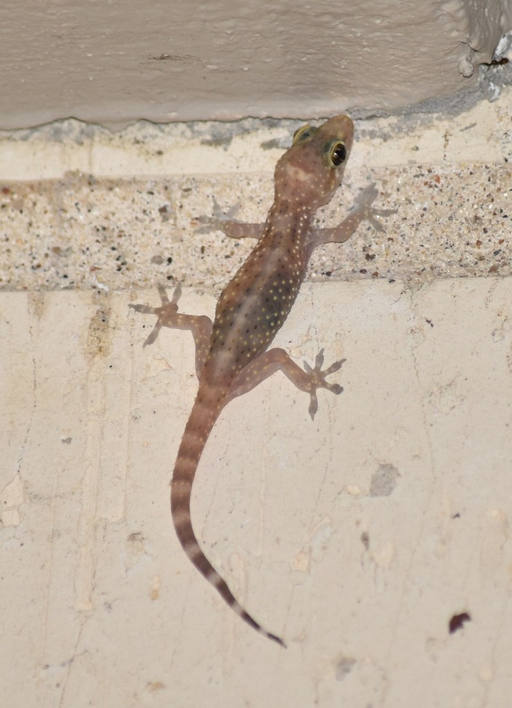 Mediterranean House Gecko from South Side, Corpus Christi, TX, USA on ...