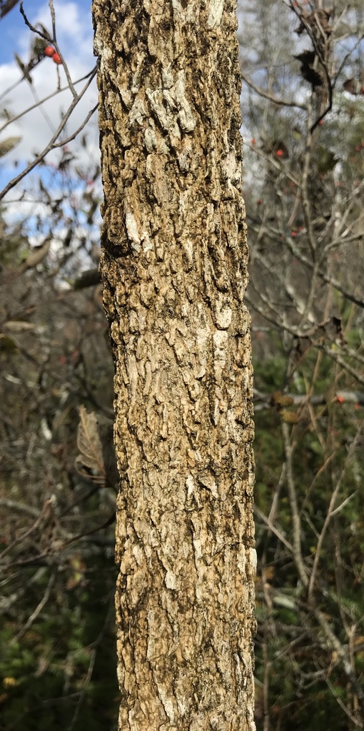 black ash in October 2019 by Cody Chapman. Classic corky bark. Very ...