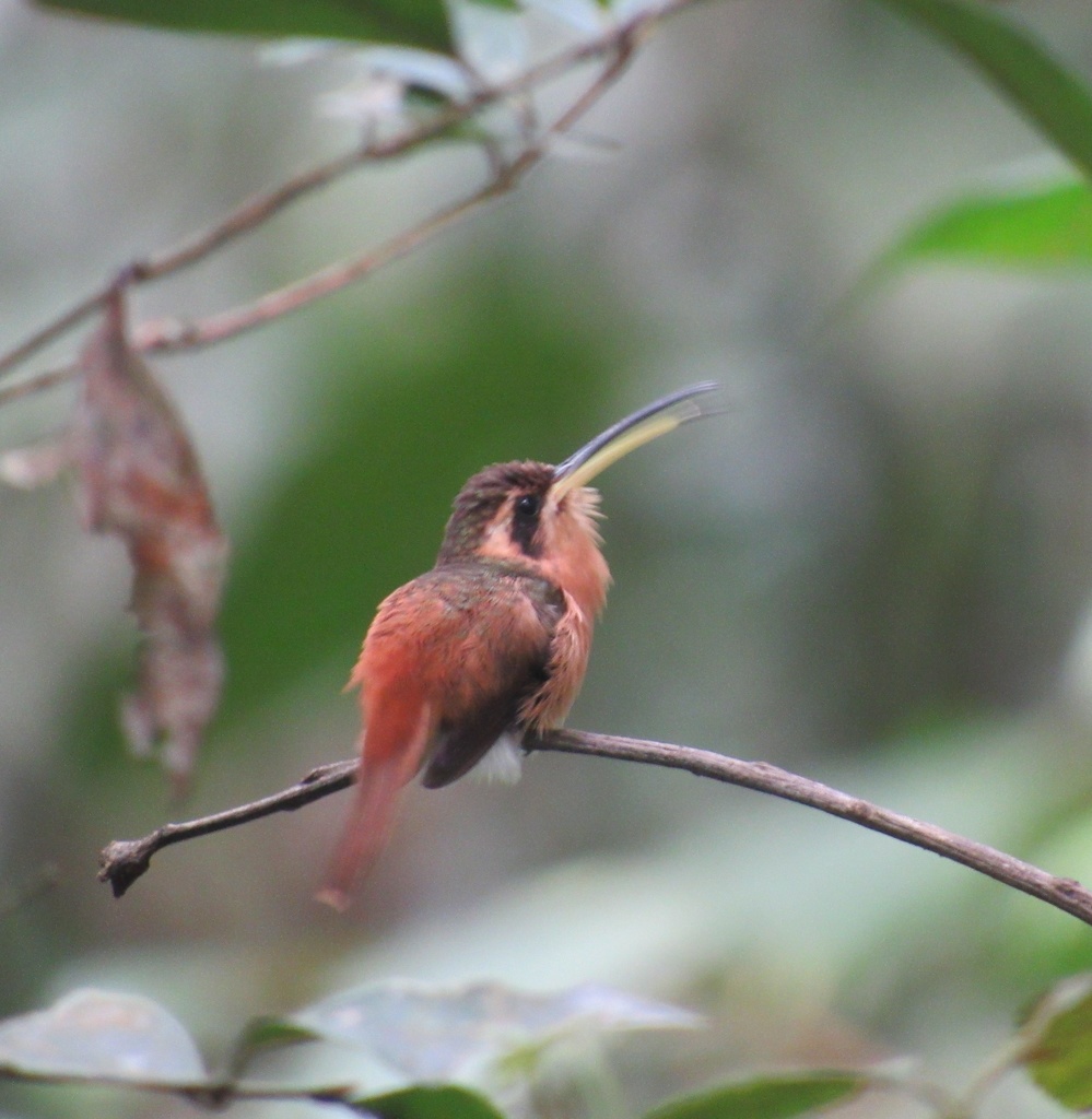 Reddish Hermit (Cerrado, Itenez) · iNaturalist