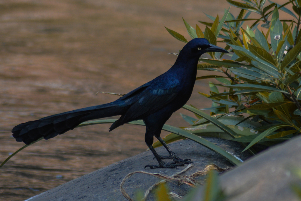 Great-tailed Grackle from Paso del Macho, Ver., México on March 30 ...
