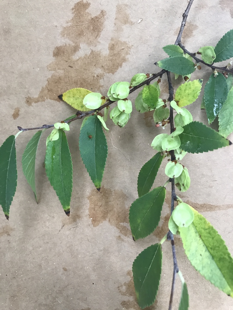 Chinese elm from Alabama St, Houston, TX, US on October 16, 2019 at 11: ...