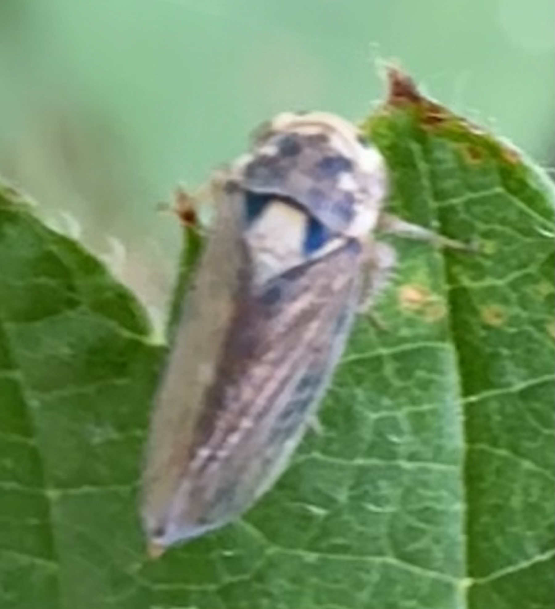 Macropsis scotti | Insect Vectors of Plant Disease
