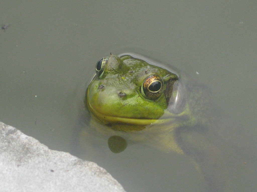 American Bullfrog from New London, New Hampshire, Stati Uniti on August ...
