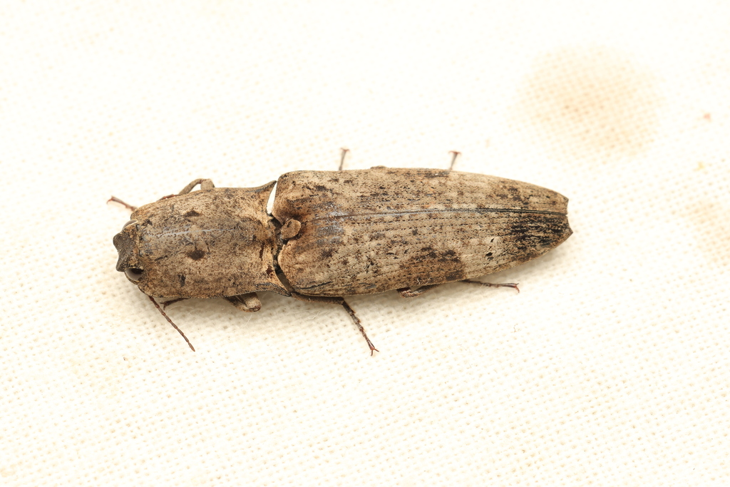Cryptalaus larvatus larvatus in June 2025 by Fabian A. Boetzl · iNaturalist