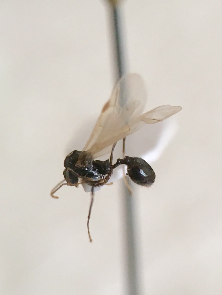 Stenammine Ants in October 2019 by chuboola. 4-5 mm, large eyes, two ...