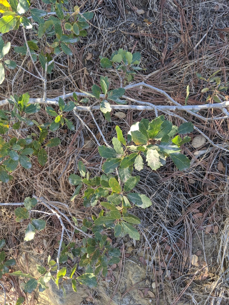 Torrey's Hybrid Oak from Encinitas, CA, USA on October 16, 2019 at 09: ...