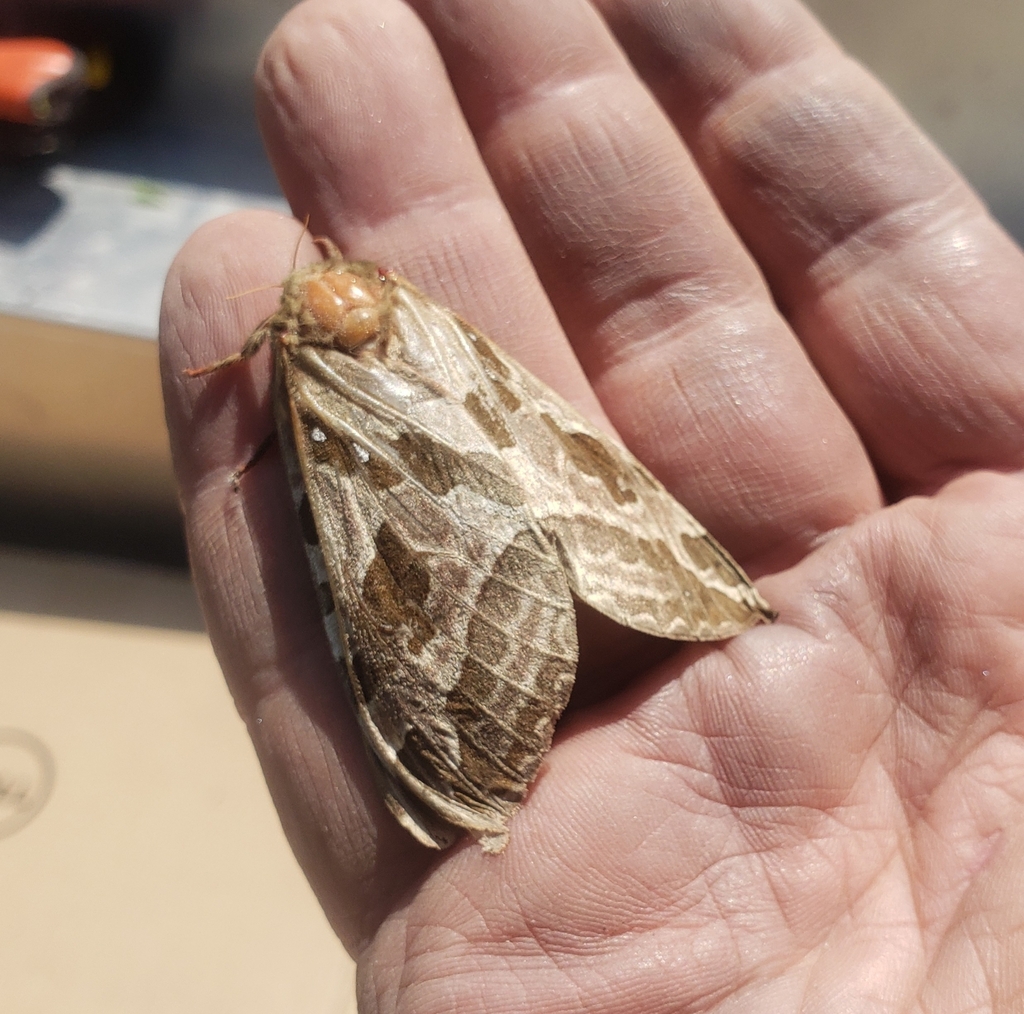 Four-spotted Ghost Moth from Mobert, ON P0M 2J0, Canada on July 21 ...