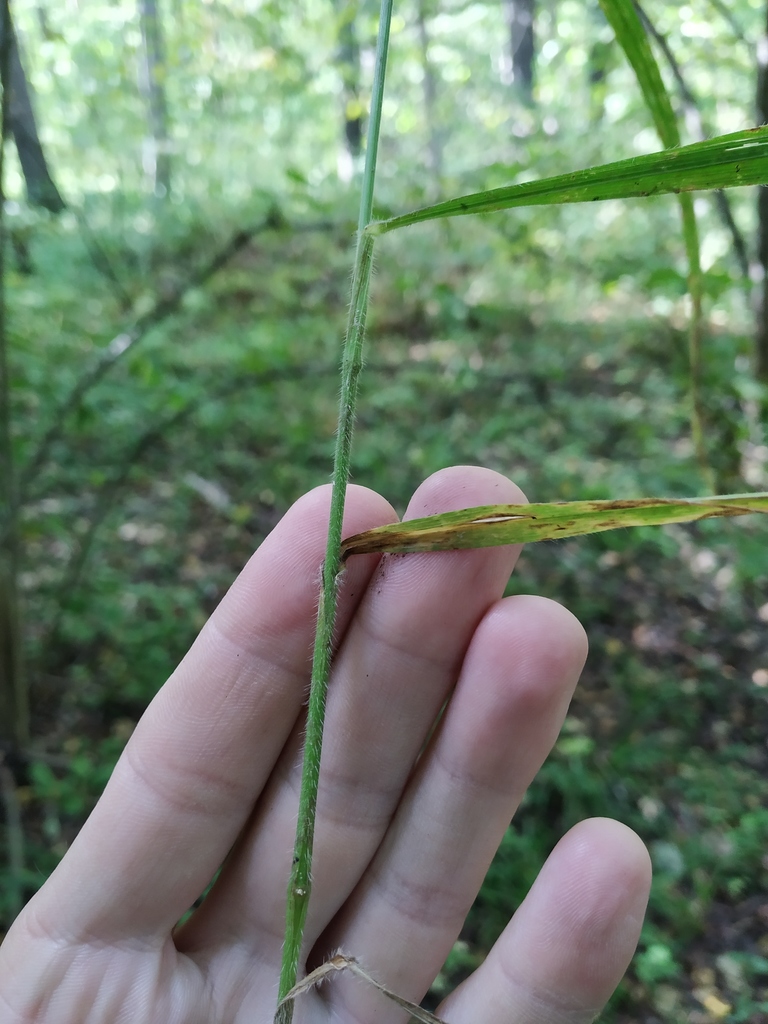 Lesser Hairy-brome from старая БМО, Москва, Россия on August 25, 2019 ...