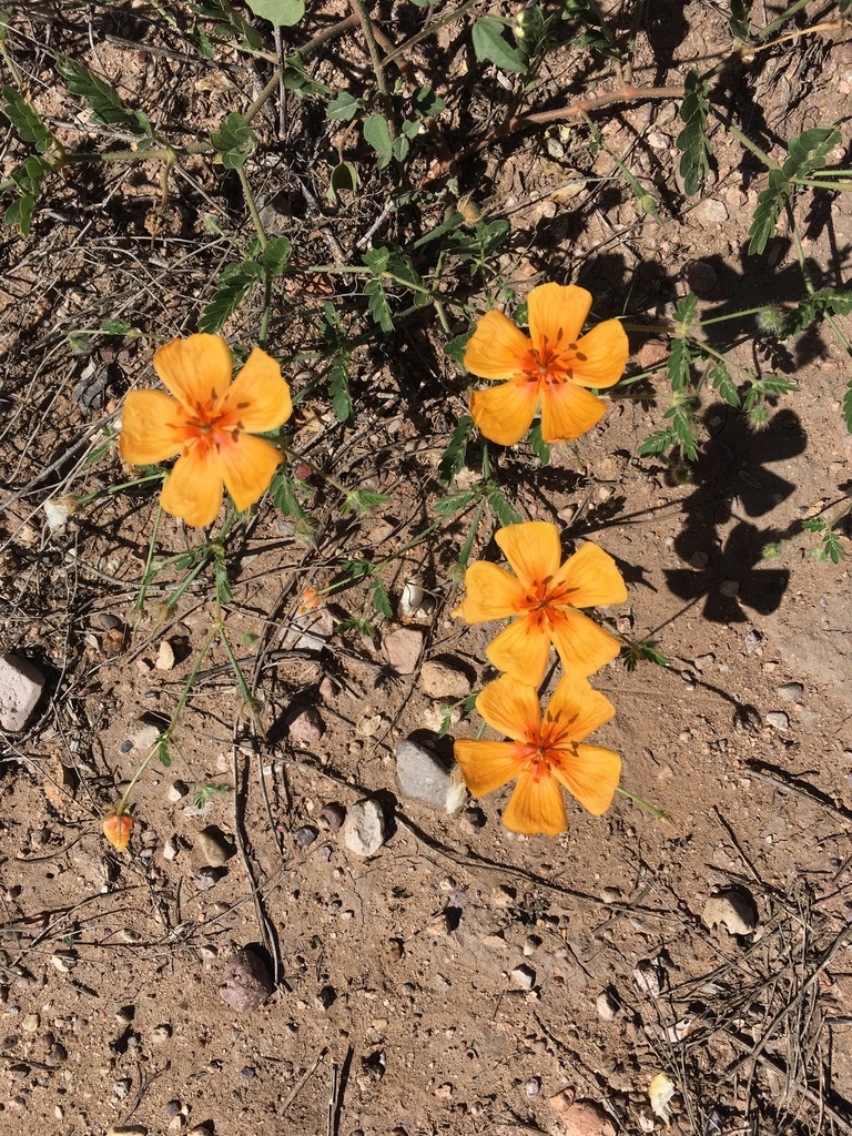 Arizona poppy from Tubac, AZ, US on October 07, 2019 at 11:05 AM by ...