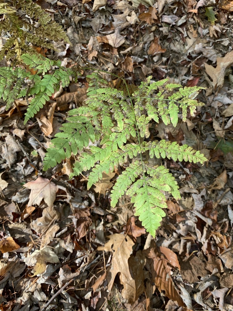 common bracken from Pownal, ME, USA on October 14, 2019 at 02:20 PM by ...