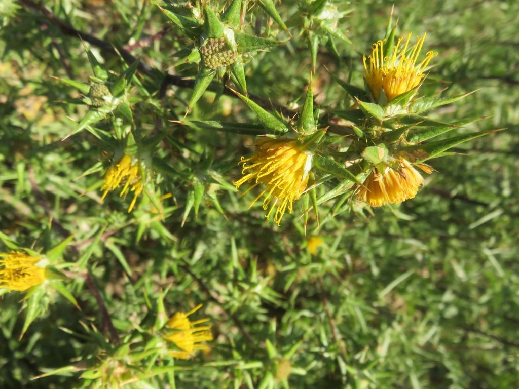 Weed African Thistle from Frikkie Knoetze Arboretum on October 16, 2019 ...