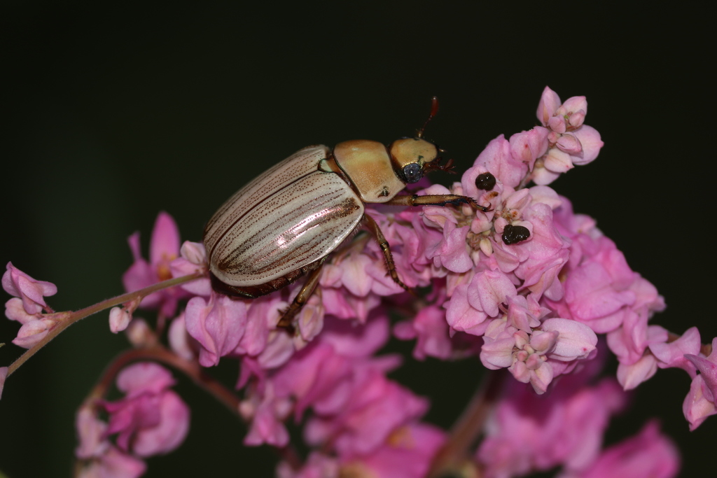 Pelidnota virescens from Escuinapa, Sin., México on September 12, 2019 ...