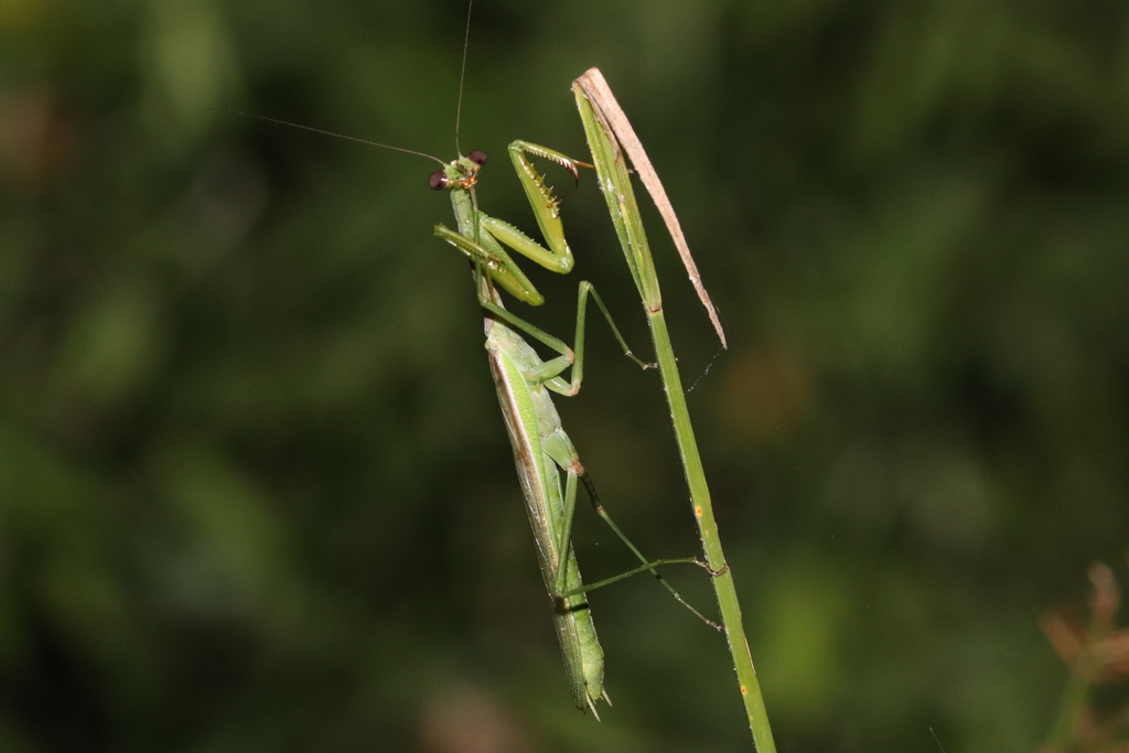 Arizona Mantis from Escuinapa, Sin., México on September 26, 2019 at 08 ...