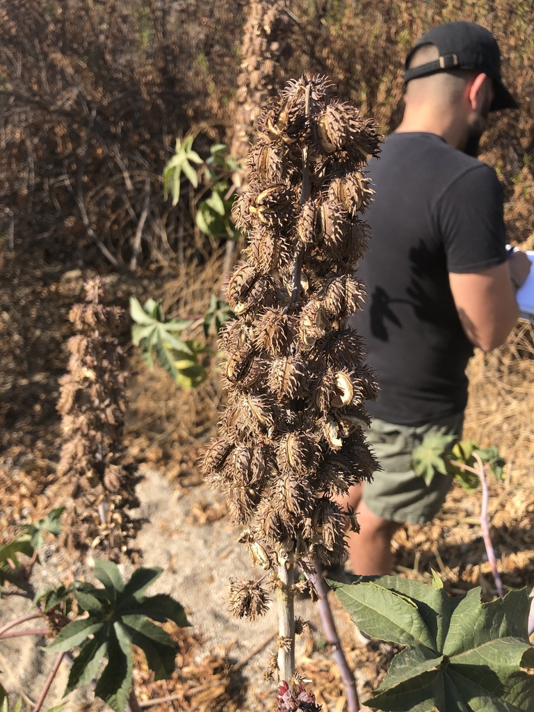 castor bean from Lopez Canyon, Los Angeles, CA, US on October 09, 2019 ...