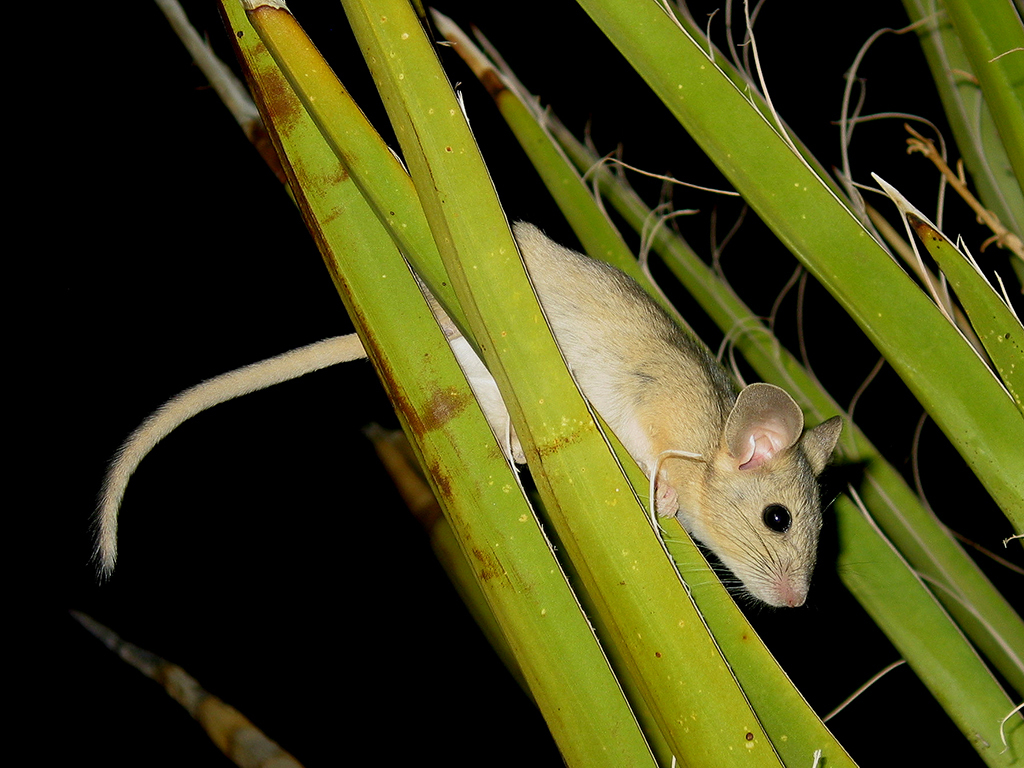 Desert Woodrat (Salt Lake City Rural and Urban Mammals) · iNaturalist