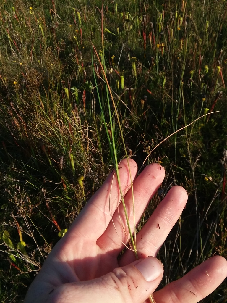 Large Beakrush (Rhynchospora macra) - Botanical Realm