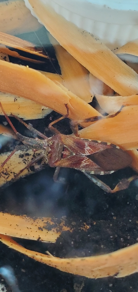 Western Conifer Seed Bug from Fort Collins, CO 80525, USA on October 16 ...