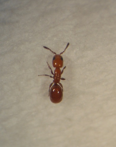 Zwamplatkopwespen (Cephalonomia)