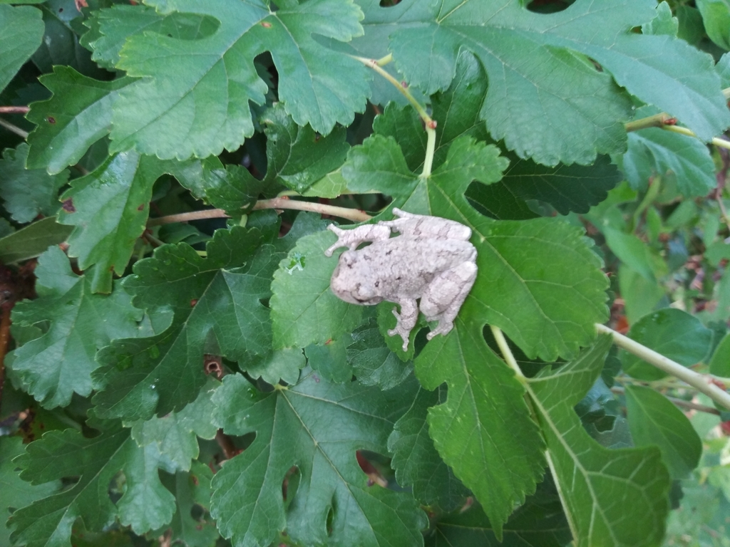 Gray Treefrog from College Park, MD, USA on October 16, 2019 at 05:51 ...