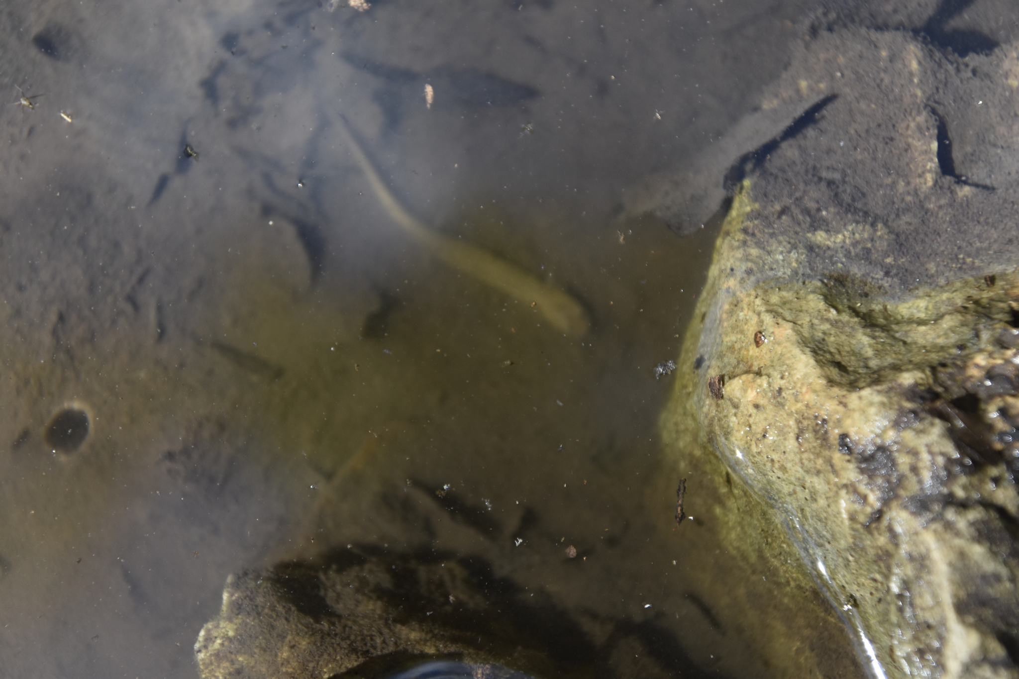 Eurycea neotenes Bishop & Wright, 1937