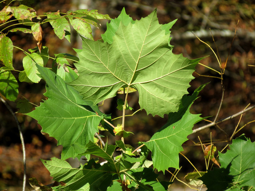 American sycamore (Plants of Dallas/Fort Worth) · iNaturalist