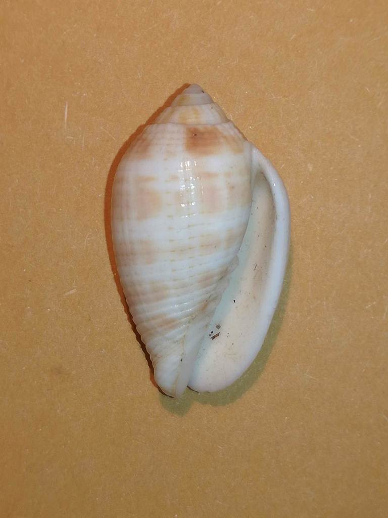 Pterygia dactylus from Naze Oaza Nazegachi, Amami, Kagoshima, Giappone ...