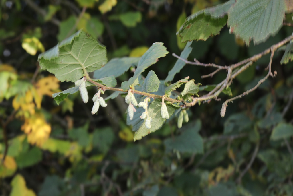 common hazel from Moore Meadows, Moss Lane, Moore, Cheshire on October ...