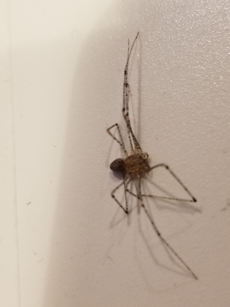 Scytodes atlacoya from Hot Springs, AR, USA on October 16, 2019 at 05: ...