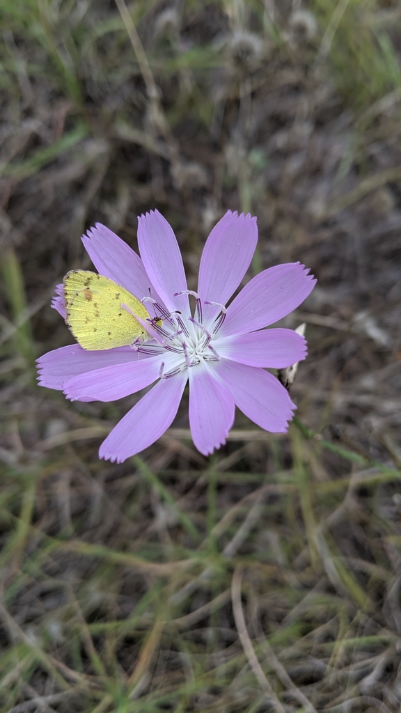 Texas Skeleton Plant from Barton Hills, Austin, TX, USA on October 16 ...