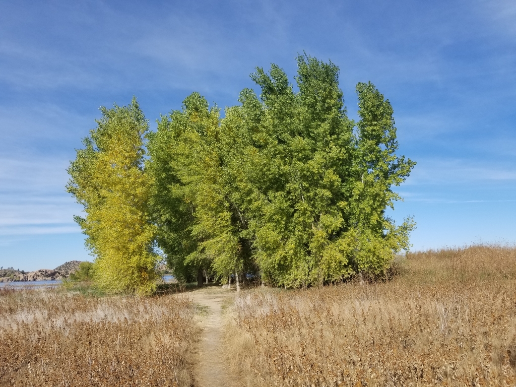 Fremont Cottonwood (Populus fremontii) - Botanical Realm