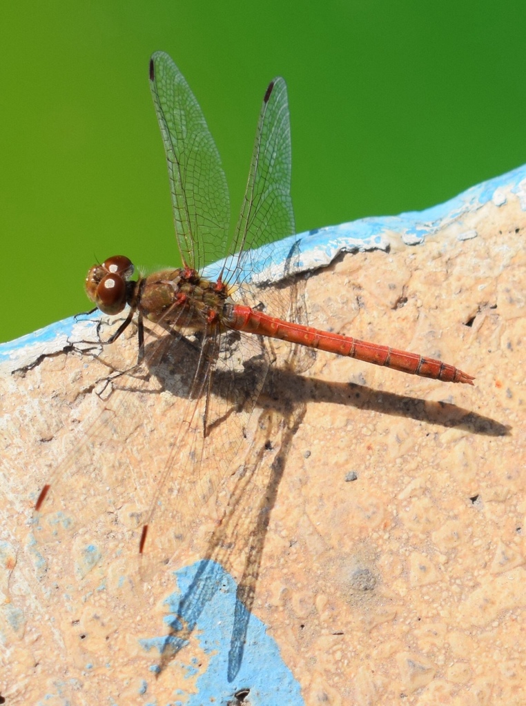 Common Darter from Vahid Dastgerdi, Tehran, Tehran, IR on October 16 ...