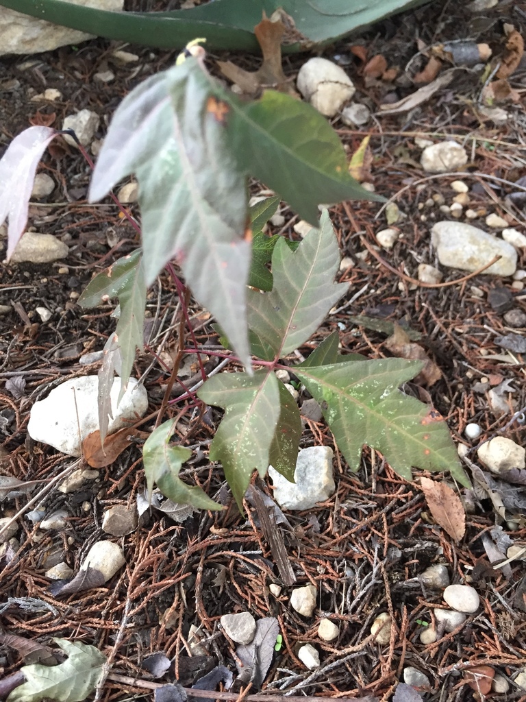 eastern poison ivy from Cedar Rock Pkwy, Crawford, TX, US on October 16 ...