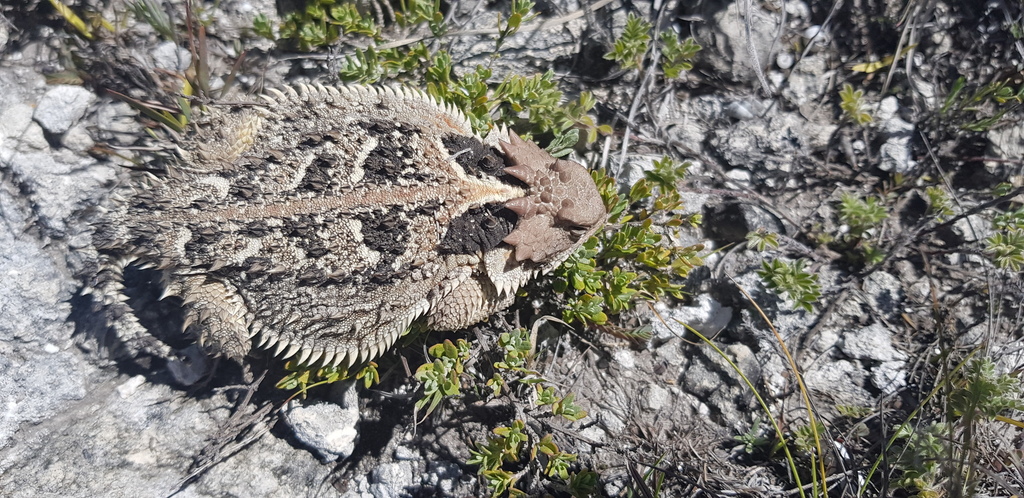 Mountain Horned Lizard from Loma palo verde on October 04, 2019 at 02: ...