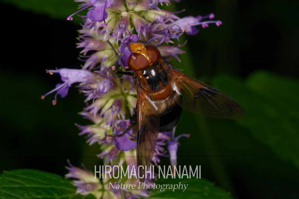 Volucella tabanoides from 中国山西省阳泉市翠枫山自然风景区 邮政编码: 045412 on July 26 ...