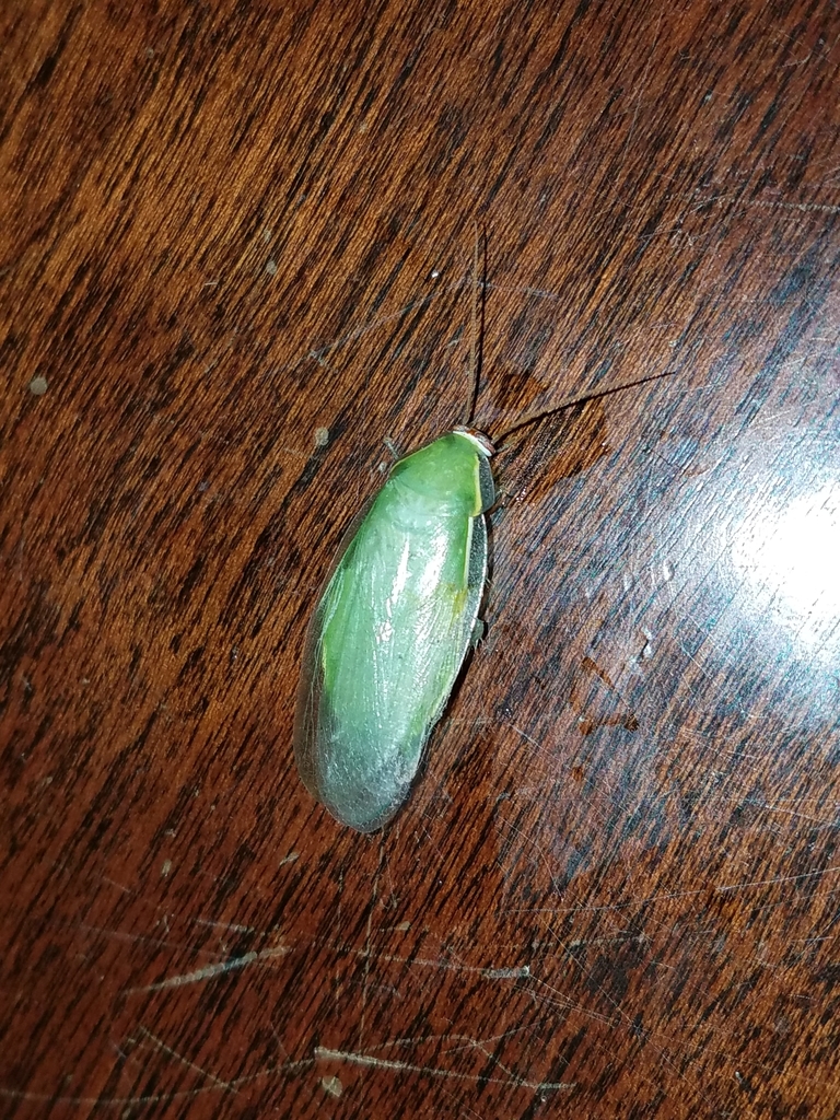 Banana Cockroach from Bay Minette, AL 36507, USA on October 16, 2019 at ...