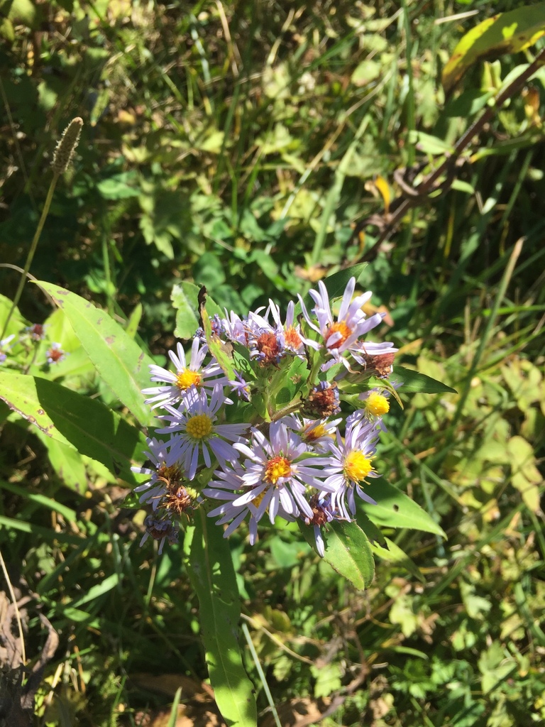 common swamp aster (Symphyotrichum puniceum puniceum) - Botanical Realm