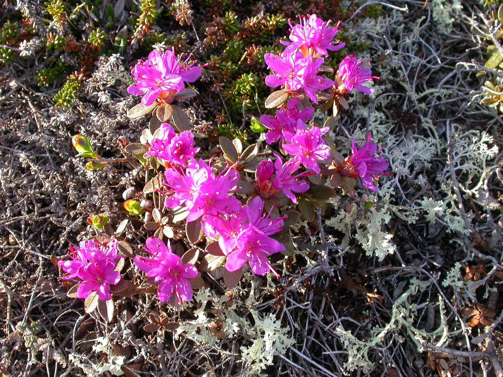 Lapland Azalea from Kenora District, ON, Canada on July 1, 2004 at 07: ...