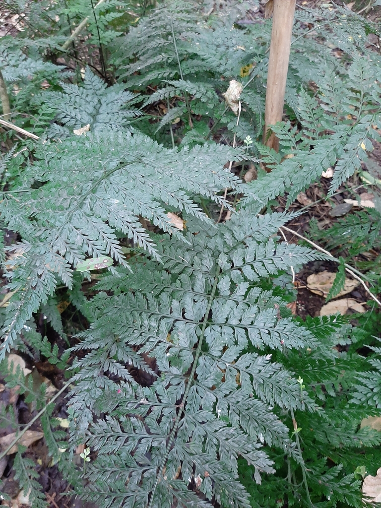 hen and chickens fern from Fendalton, Christchurch, New Zealand on ...