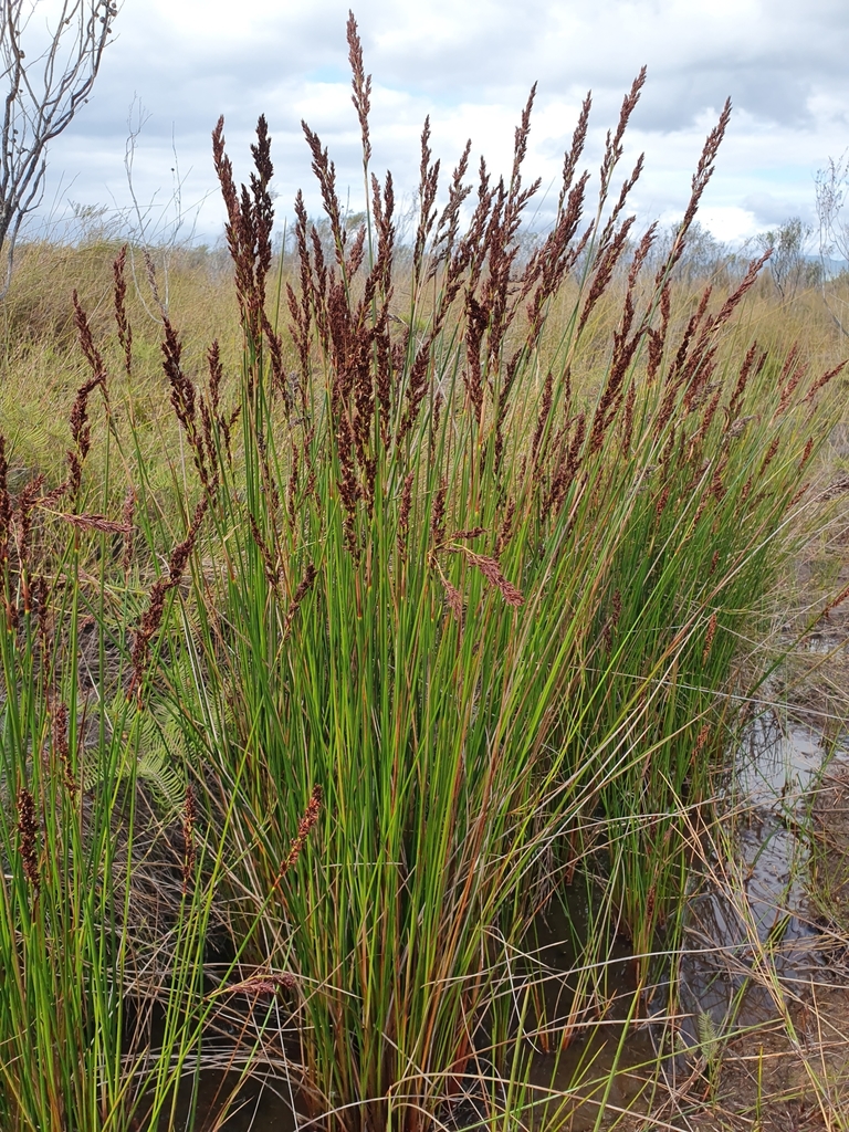 Pakihi Rush from Awaiti North, New Zealand on October 17, 2019 at 04:04 ...