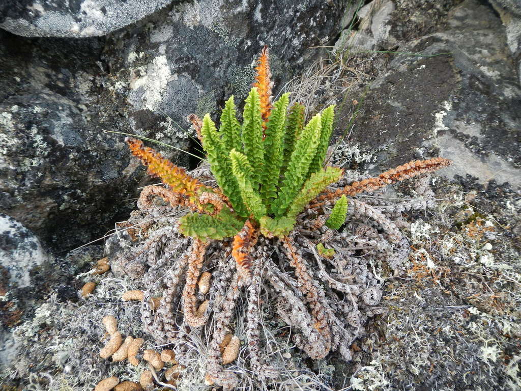 fragrant wood fern (Rare Plants of Newfoundland) · iNaturalist