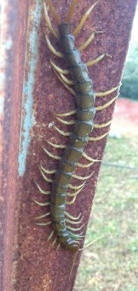 Giant Centipedes in March 2019 by ZR · iNaturalist