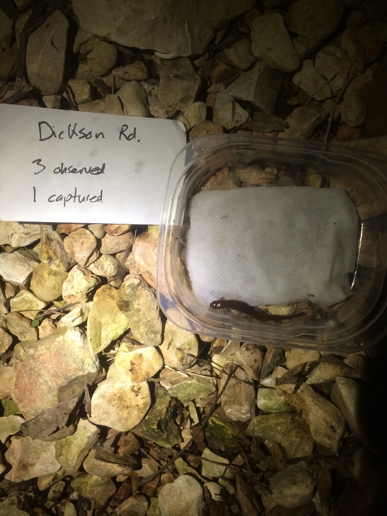 Seal Salamander in March 2015 by J.D. Willson. Data from Bush et al ...