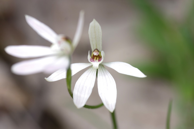 Pink Lady Fingers from Boorolite VIC 3723, Australia on October 13 ...