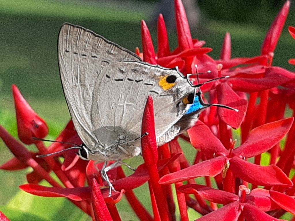 Peacock Royal (Butterflies of Bangalore) · iNaturalist NZ