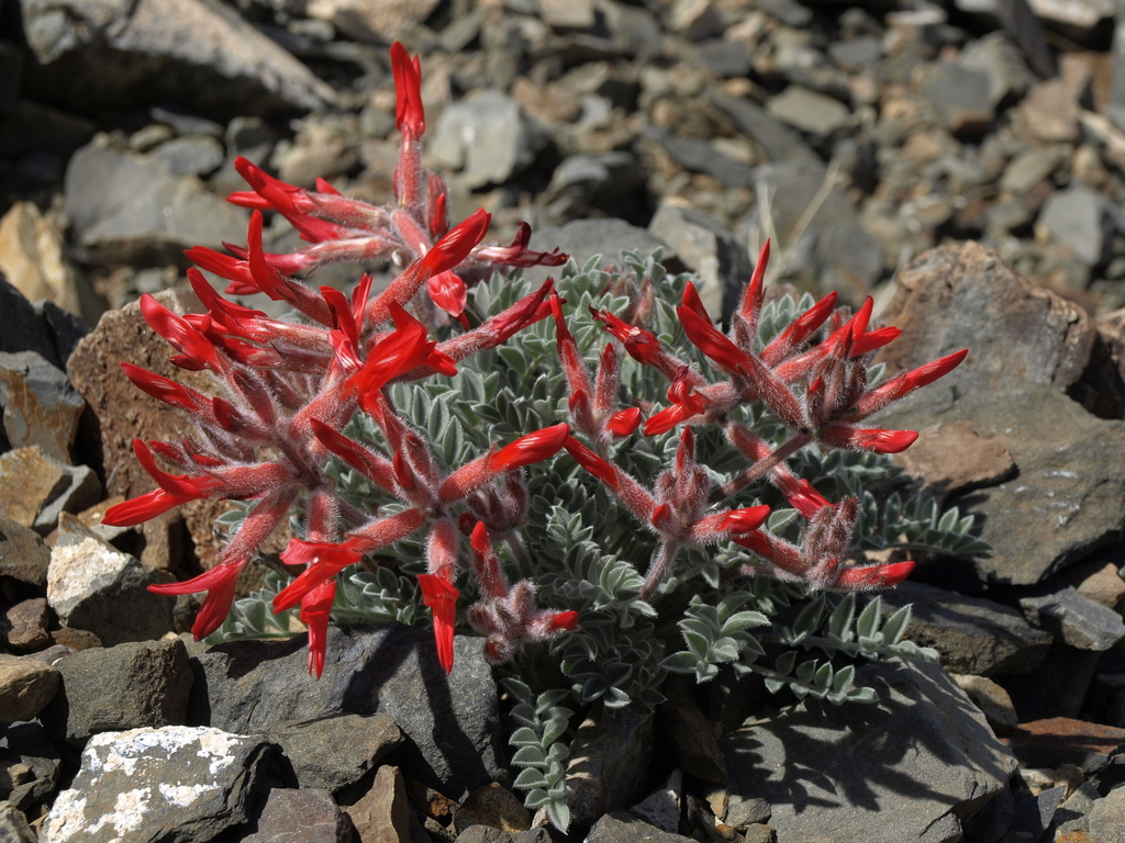 Scarlet Milkvetch from Inyo County, CA, USA on April 13, 2019 at 02:00 ...