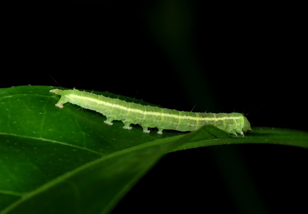 Negeta contrariata from Sai Kung, Hong Kong on October 16, 2019 at 07: ...