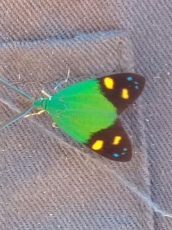 Cyclosia eucharia · iNaturalist