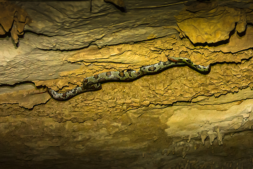 Flower Snake in December 2016 by thorstenkahlert · iNaturalist